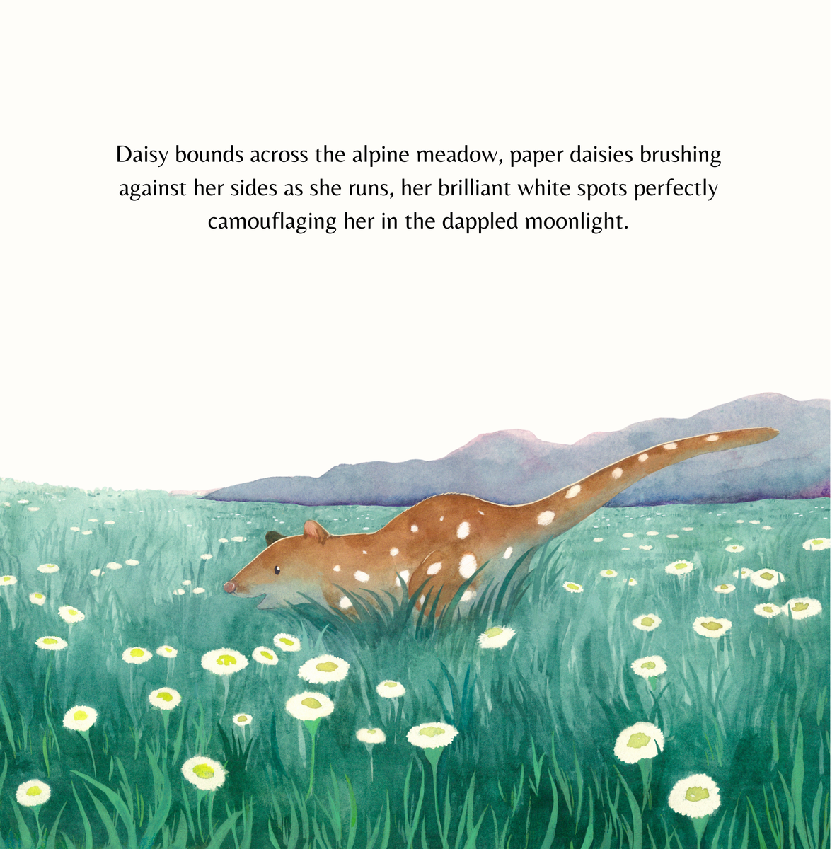 Daisy the Quoll book – Lily & Dot
